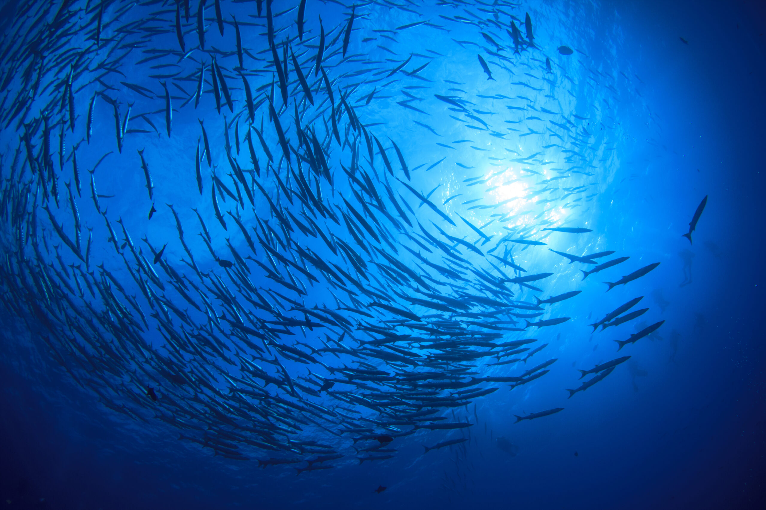 Global Fish Tracking System (GFTS) - Destination Earth Global Fish Tracking System (GFTS) - Destination Earth